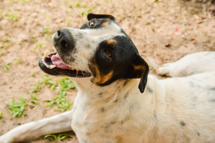 Tibial Plateau Leveling Osteotomy (TPLO) - Liberty Hill Veterinary ...